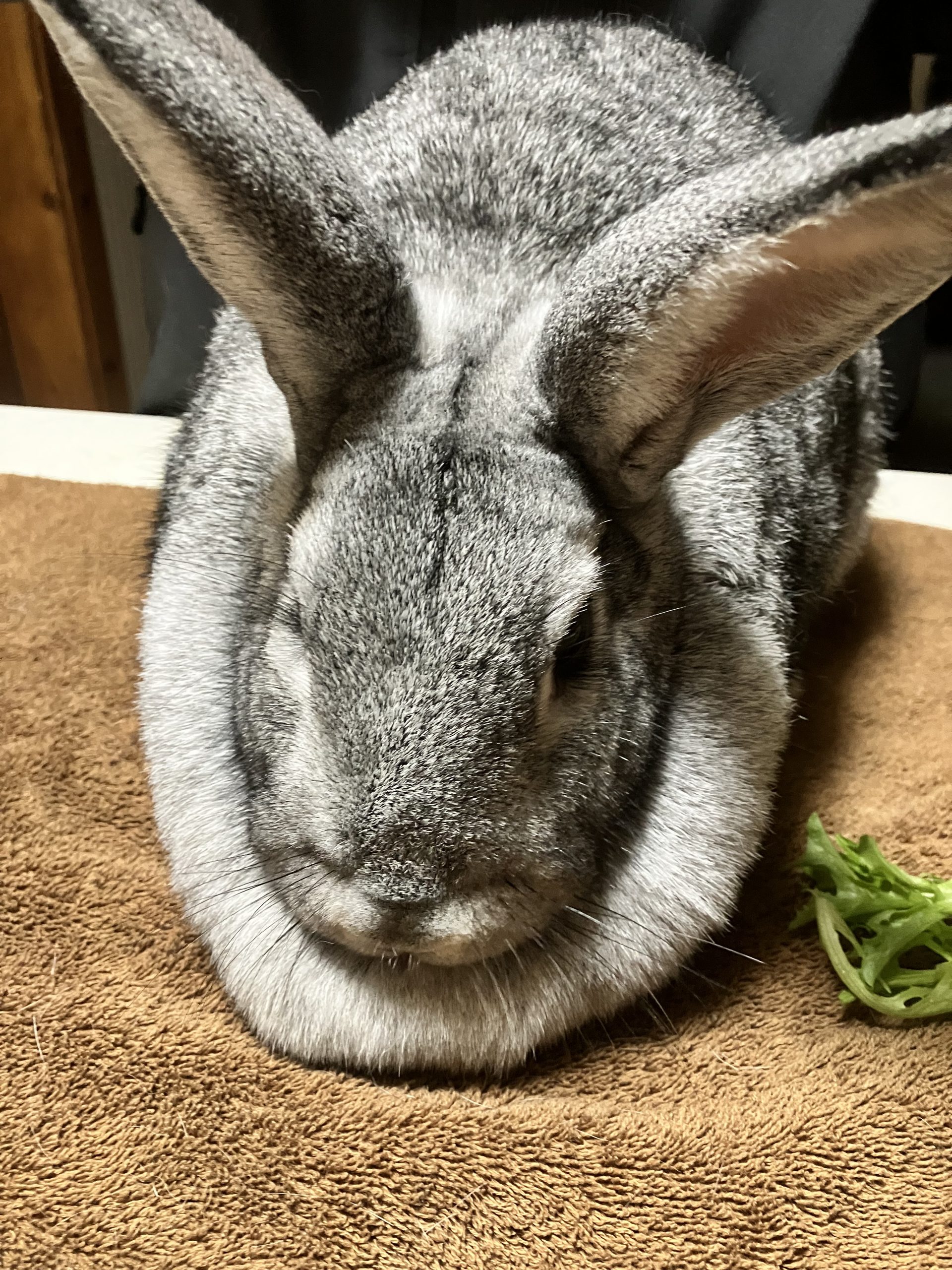 Choosing Meat Rabbits - Countryside
